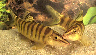 鳅科 Cobitidae 蓝色动物学（中国动物学科普）